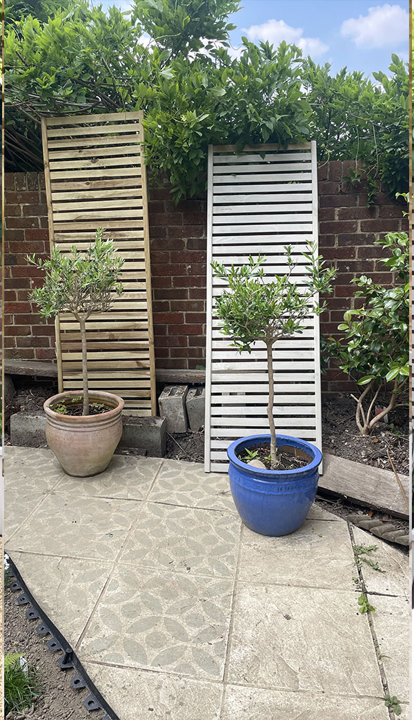 How to use a trellis: Maximise Your Garden with Vertical Support - Good ...