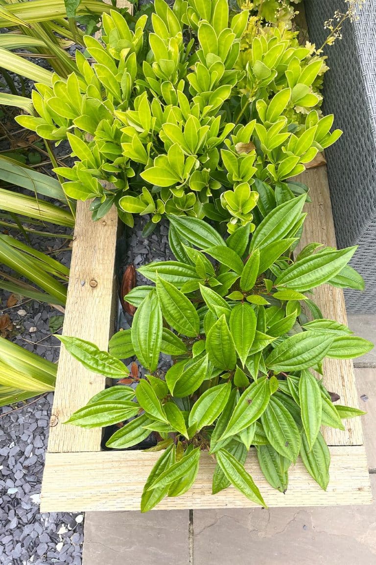 How to dry wet soil fast! - Good Idea Gardening